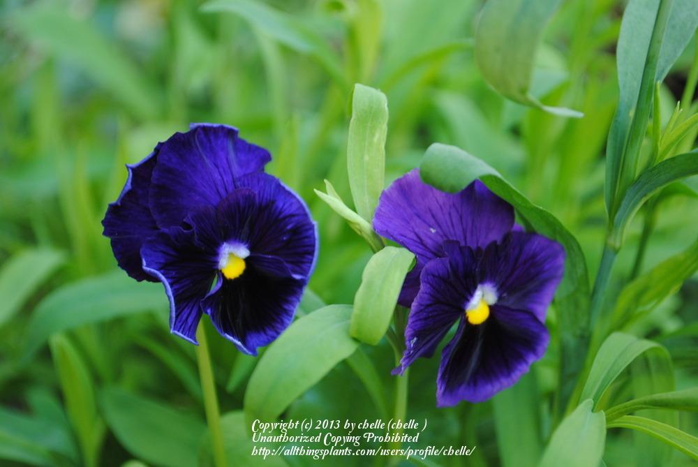 Photo of the bloom of Pansy (Viola x wittrockiana Delta™ Premium Deep ...