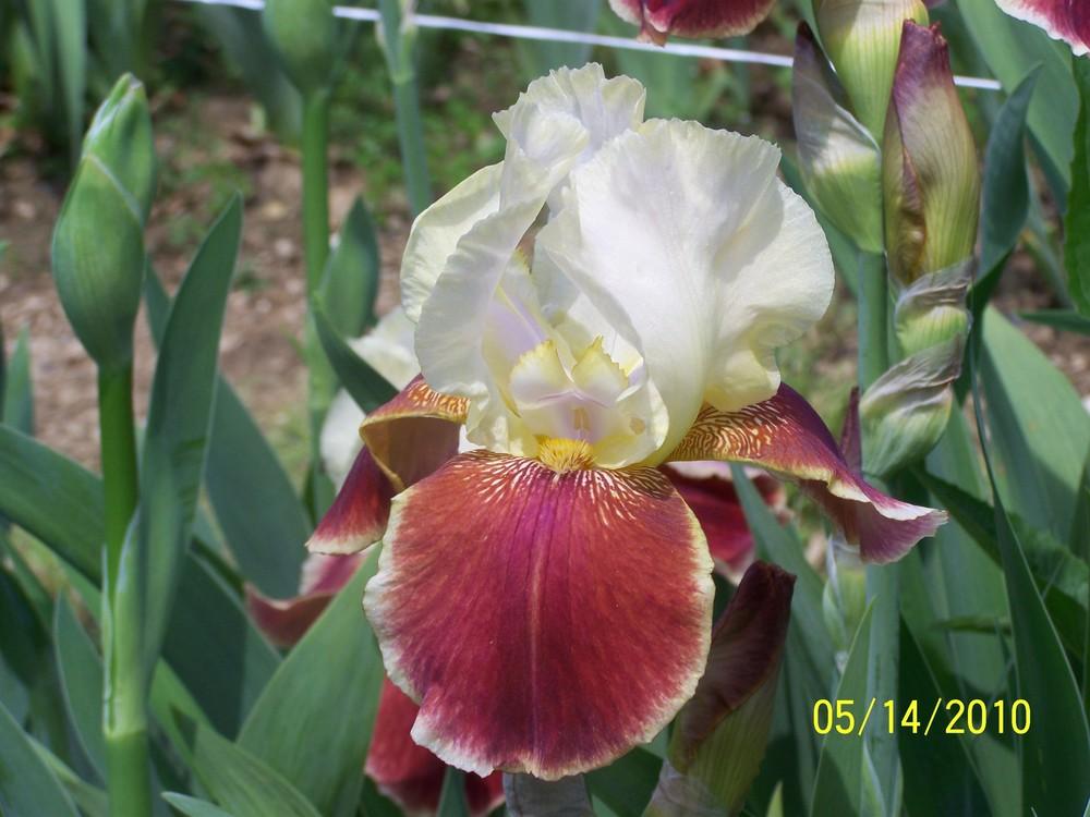 Photo of the bloom of Tall Bearded Iris (Iris 'Repartee') posted by ...