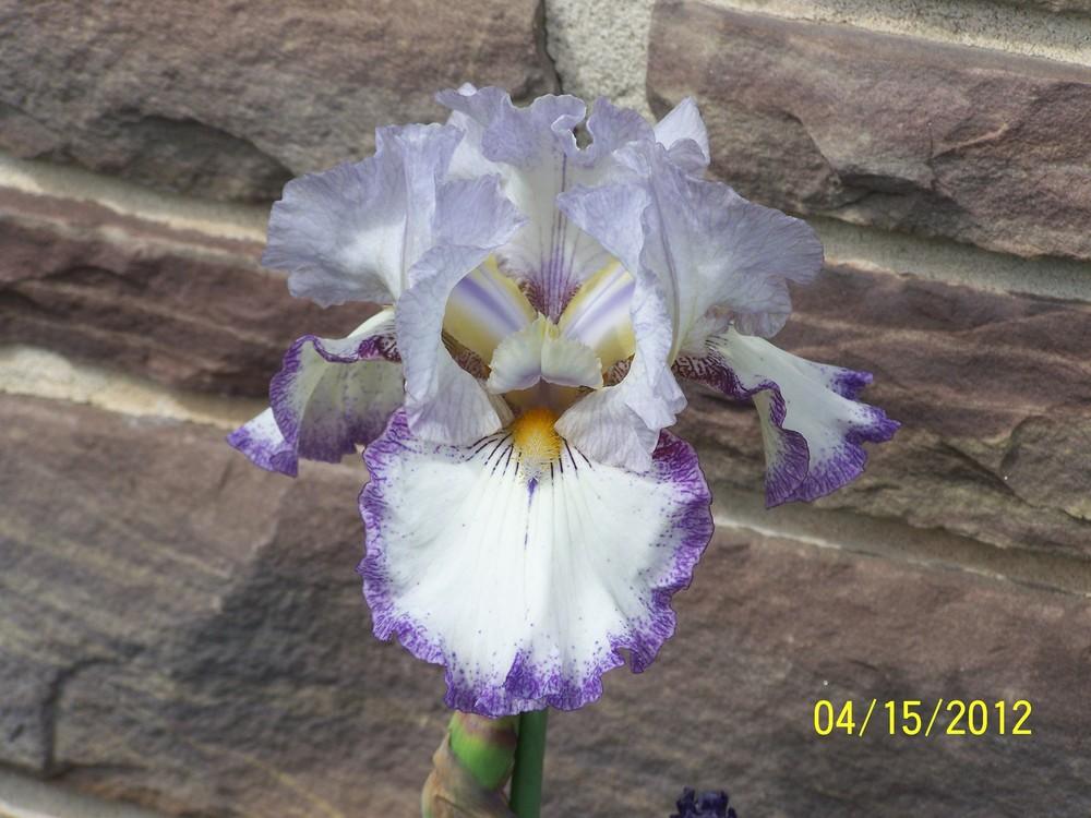 Tall Bearded Iris (Iris 'Point in Time') in the Irises Database ...