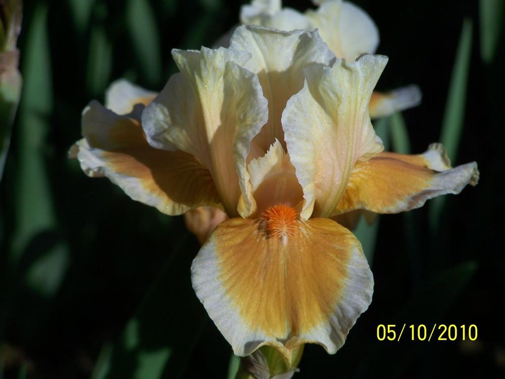 Photo of the bloom of Intermediate Bearded Iris (Iris 'California Style ...