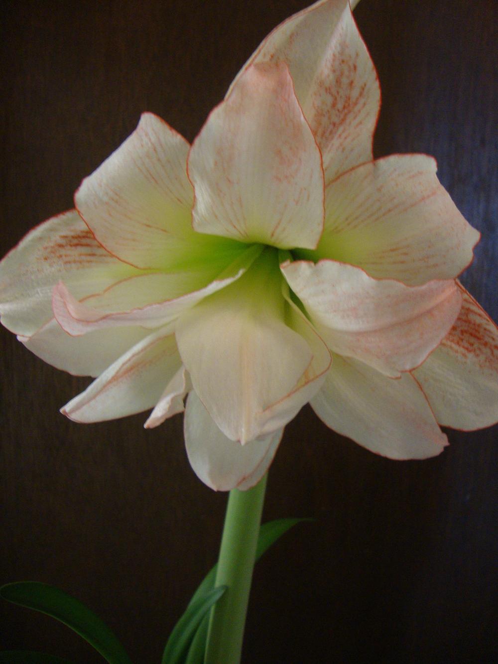 Photo of the bloom of Amaryllis (Hippeastrum 'Aphrodite') posted by ...
