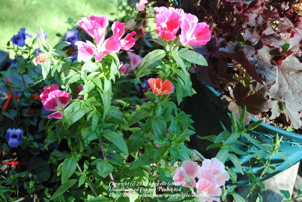 Photo of the entire plant of Clarkia posted by chelle - Garden.org