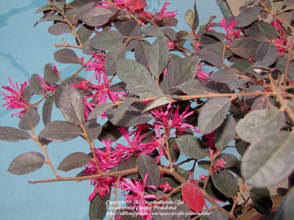 Photo of the bloom of Loropetalum chinense var. rubrum Plum Delight ...