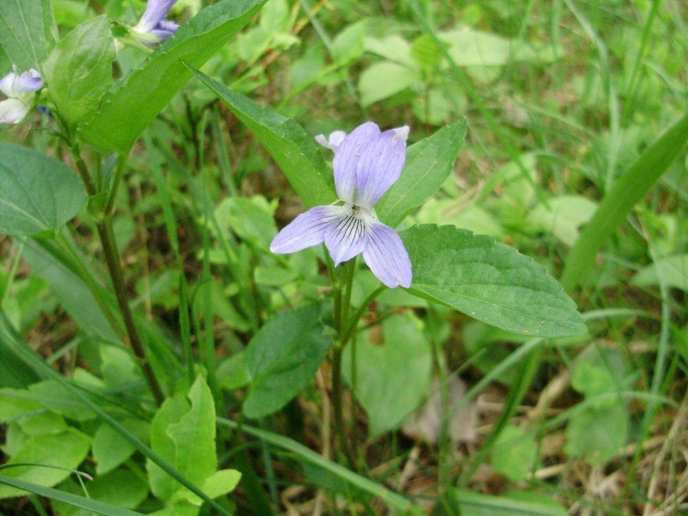 Viola collina in the Violas Database - Garden.org