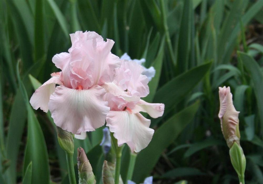 Photo of the bloom of Tall Bearded Iris (Iris 'Vanity') posted by ...