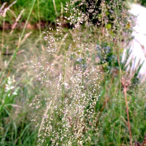 Colonial bentgrass (Agrostis capillaris) - Garden.org