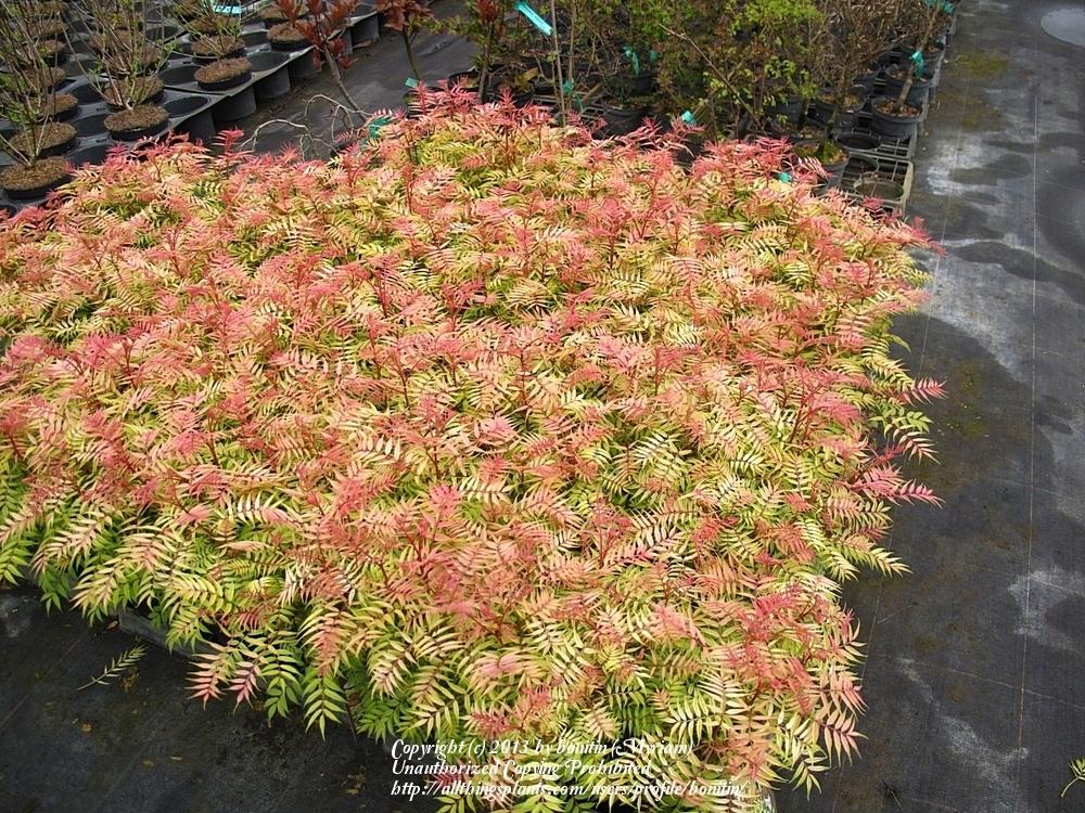 Photo of the entire plant of Ural False Spirea (Sorbaria sorbifolia ...