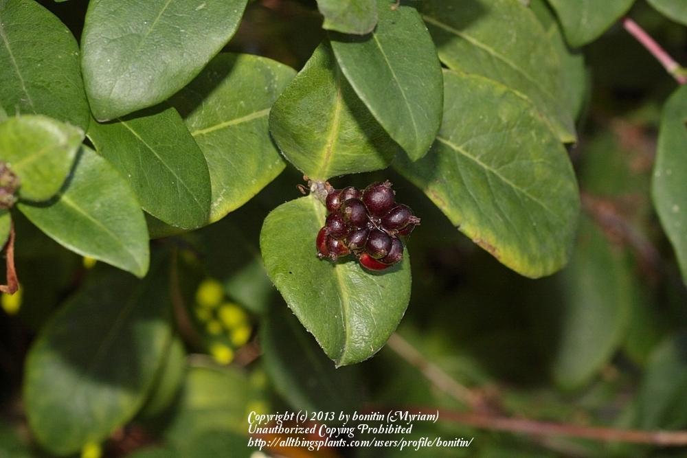 Photo of the seed pods or heads of Honeysuckle (Lonicera periclymenum ...