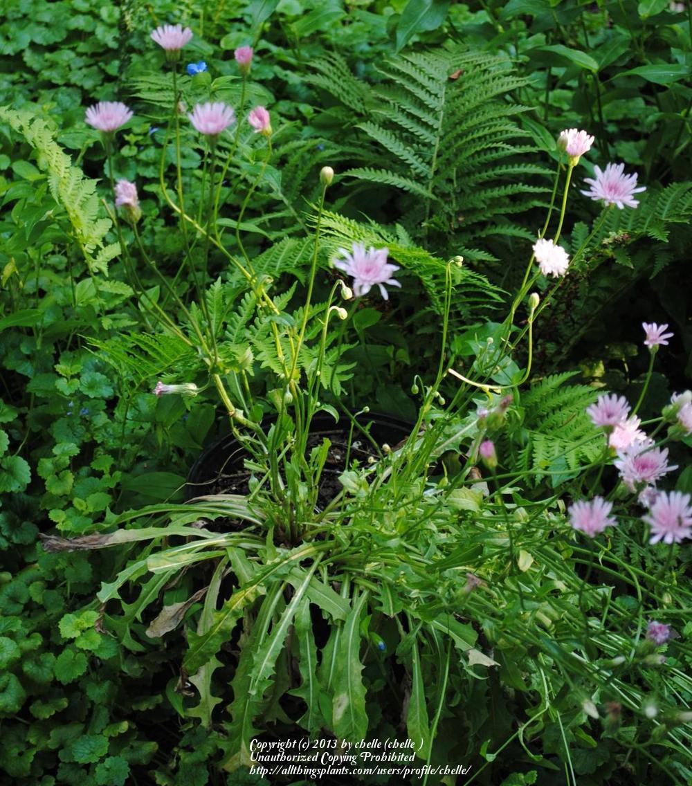 Photo of the entire plant of Pink Hawk's Beard (Crepis rubra) posted by ...