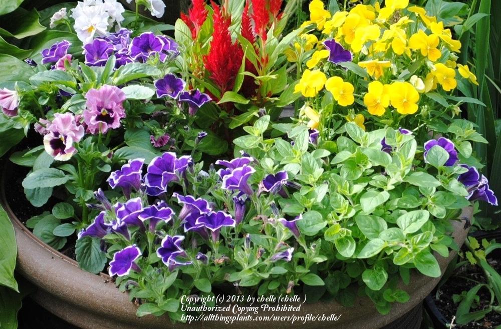 Multiflora Spreading/Trailing Petunia (Petunia Cascadias™ Rim Violet ...