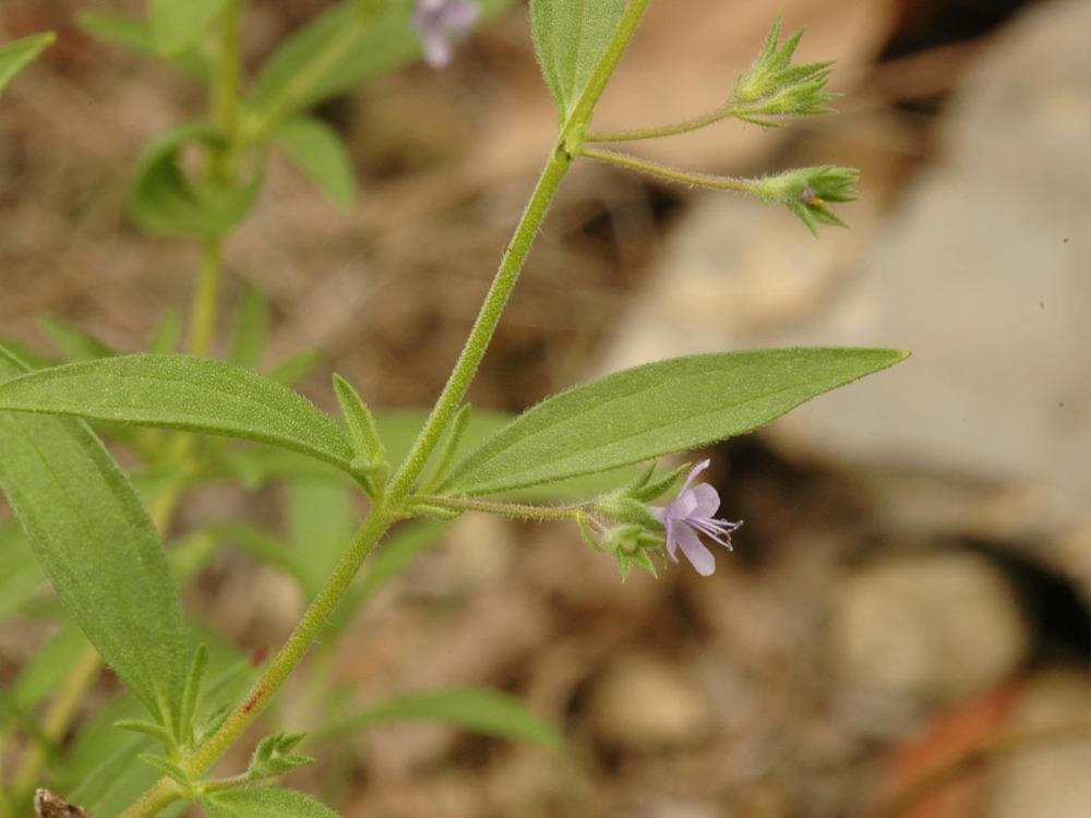 Fluxweed (Trichostema brachiatum) - Garden.org
