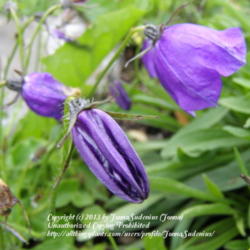 Bellflower (Campanula pulla) in the Bellflowers Database - Garden.org