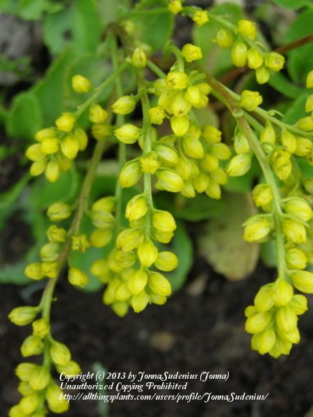Lamb's Tail (Umbilicus oppositifolius) - Garden.org
