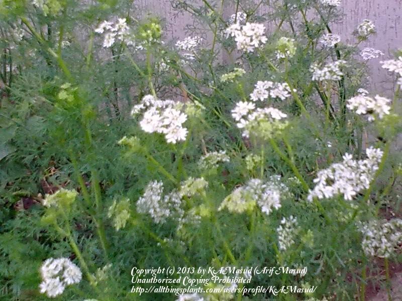 Cilantros: Plant Care and Collection of Varieties - Garden.org