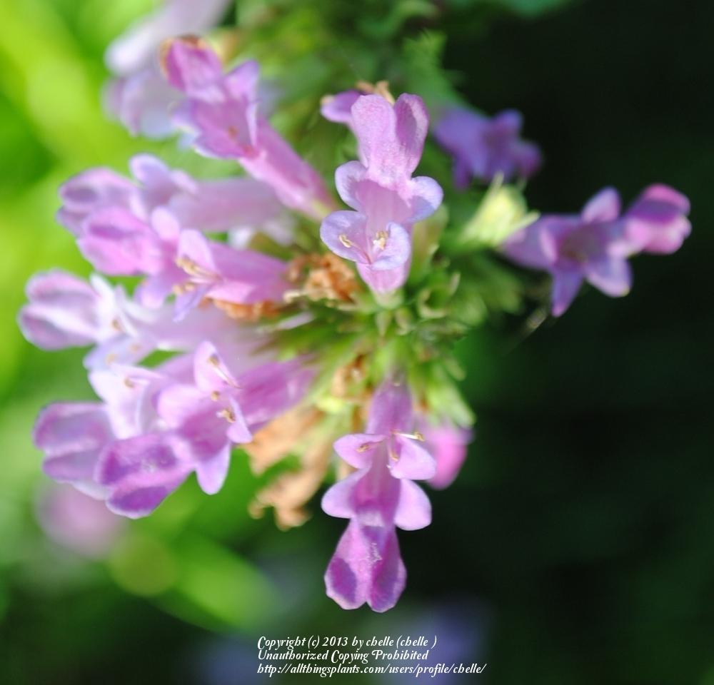 Catmint (Nepeta subsessilis 'Pink Dreams') in the Catmints Database ...