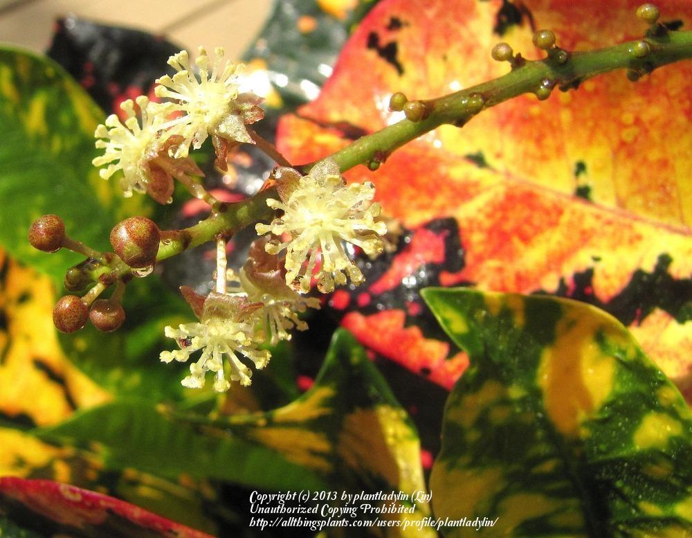 Photo of the bloom of Croton (Codiaeum variegatum 'Magnificent') posted ...