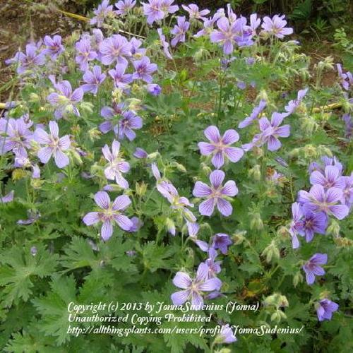 Iberian Geranium (Geranium ibericum) in the Geraniums Database - Garden.org