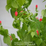 Photo of the bloom of Turk's Cap (Malvaviscus arboreus var. drummondii 'Big Momma') posted by ...
