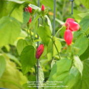 Photo of the bloom of Turk's Cap (Malvaviscus arboreus var. drummondii 'Big Momma') posted by ...