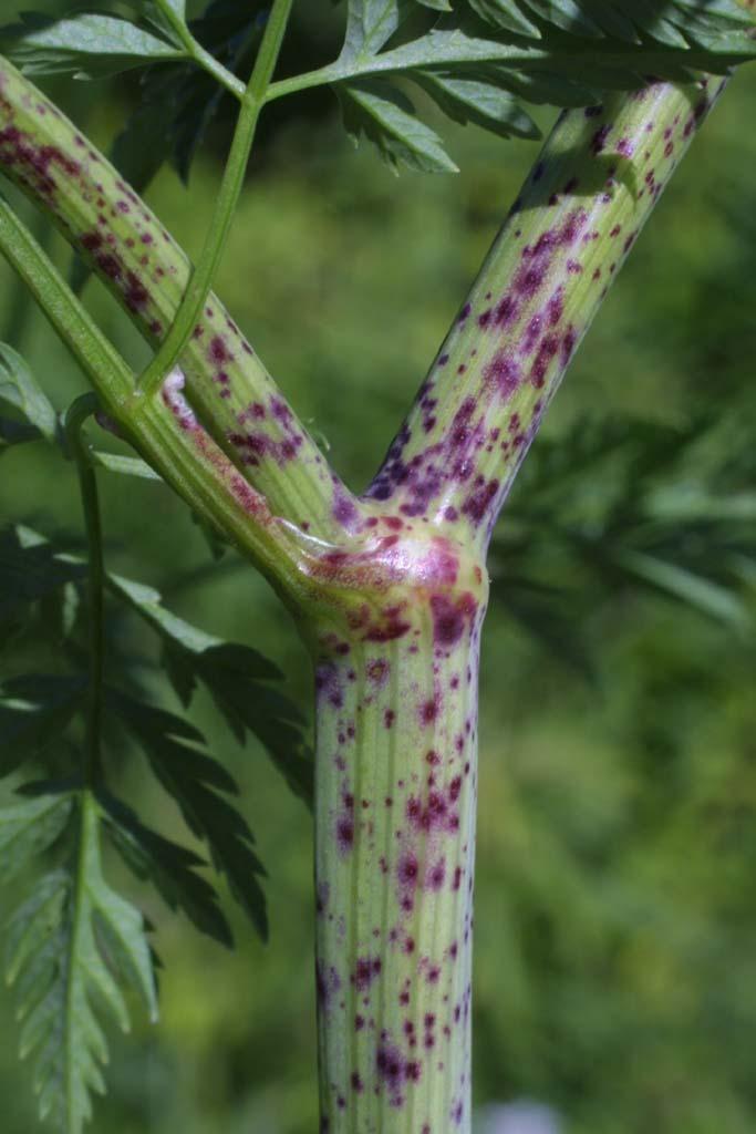 Photo of the stem, scape, stalk or bark of Poison Hemlock (Conium ...