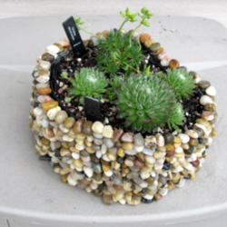 Making a Pebble Planter - Garden.org