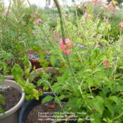 Red Porterweed (Stachytarpheta mutabilis) - Garden.org