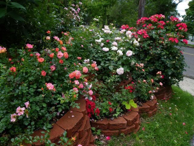 Roses in a Cottage Garden - Garden.org