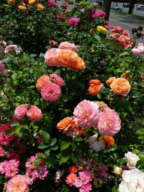 Roses in a Cottage Garden - Garden.org