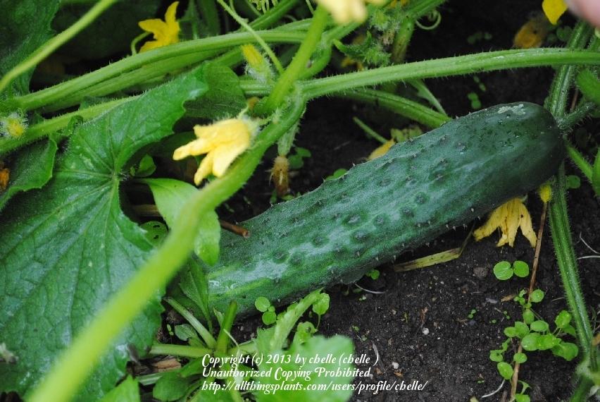 Cucumbers: Plant Care and Collection of Varieties - Garden.org