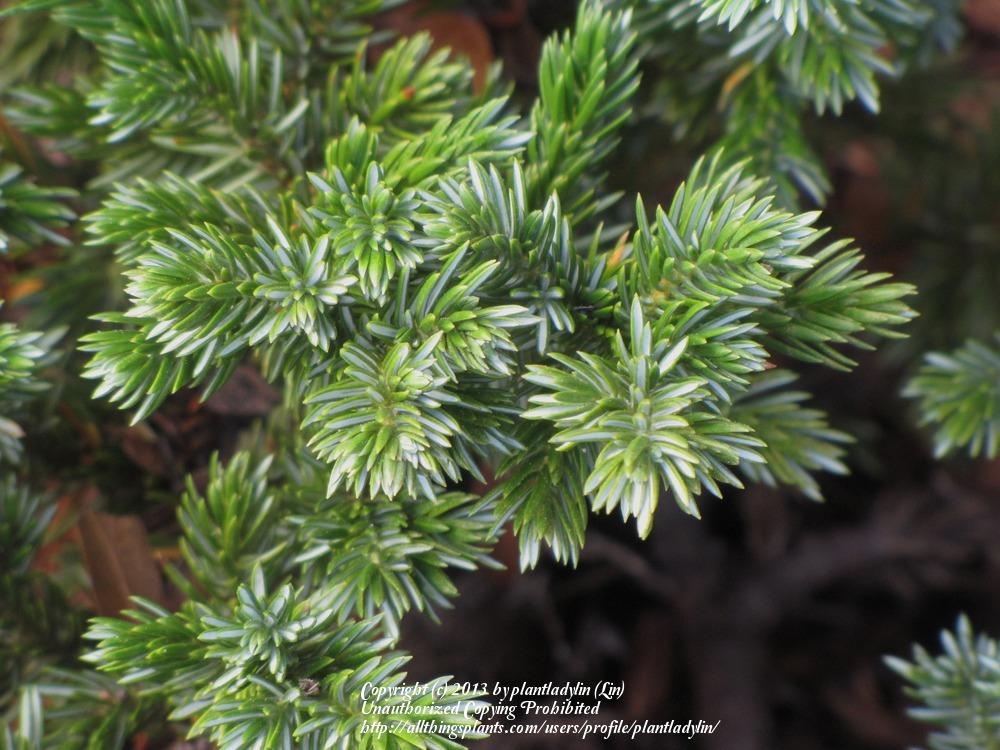 Photo of the leaves of Shore Juniper (Juniperus rigida subsp. conferta ...