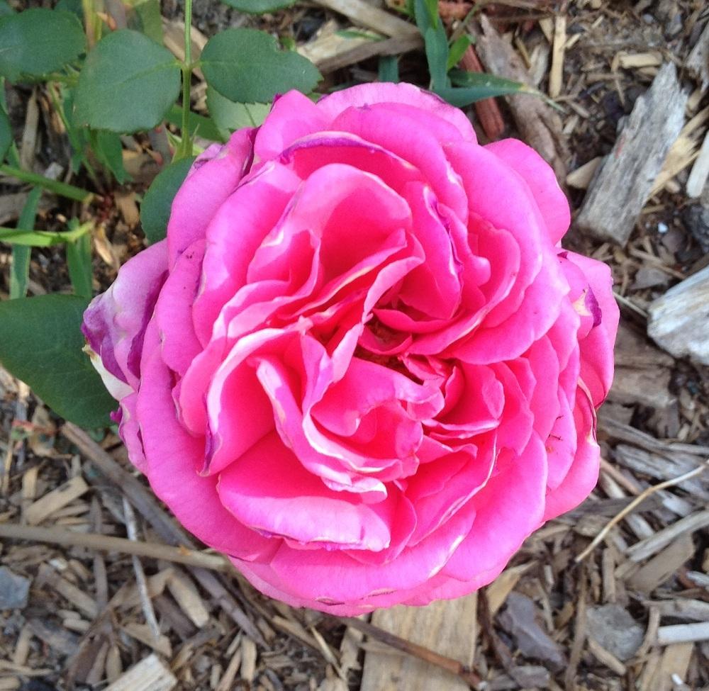 Rose (Rosa 'Duftrausch') in the Roses Database - Garden.org