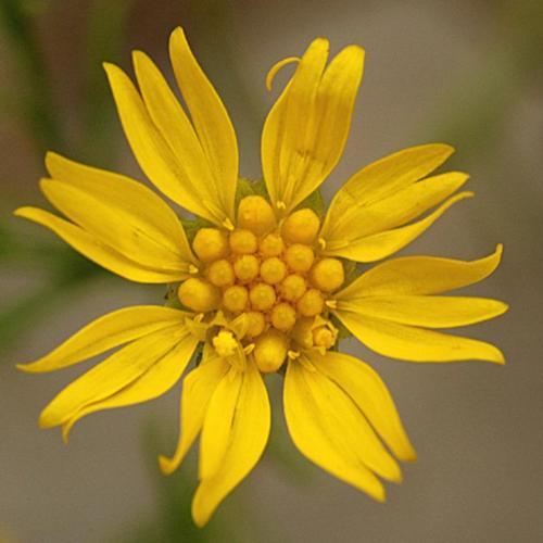 Prairie Broomweed (Amphiachyris dracunculoides) - Garden.org