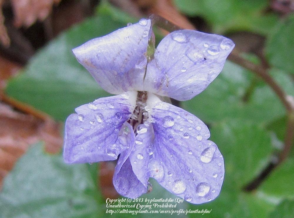 Sand Violet (Viola affinis) in the Violas Database - Garden.org