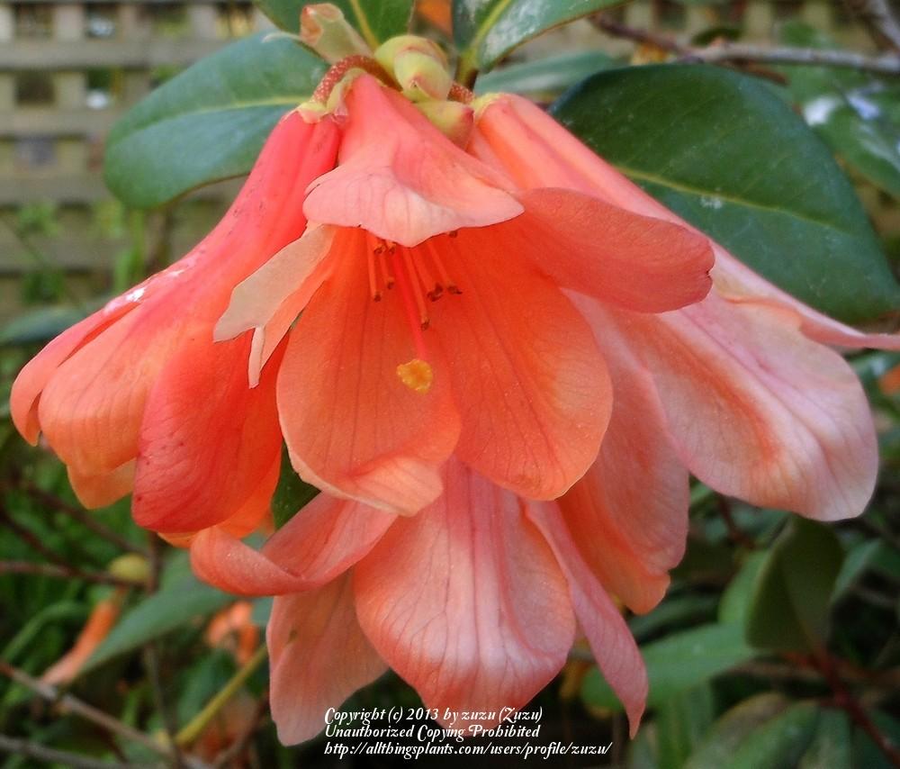 Rhododendron 'Trewithen Orange' in the Rhododendrons Database - Garden.org