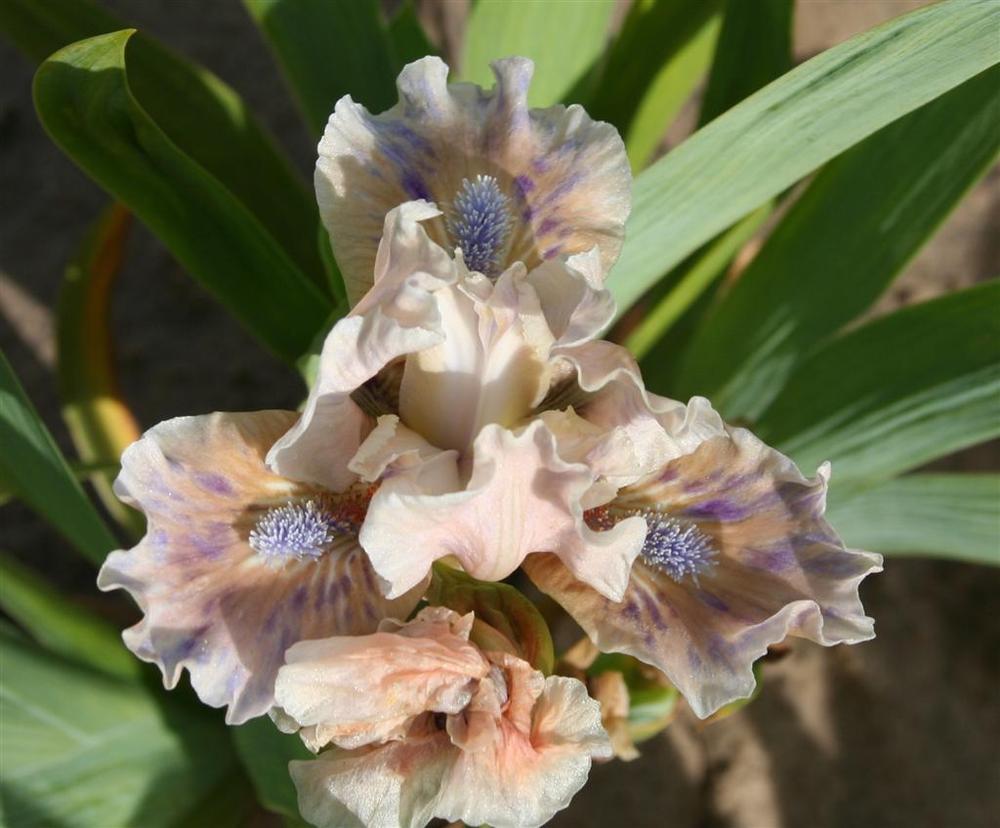 Photo of the bloom of Standard Dwarf Bearded Iris (Iris 'Amorous Duet ...