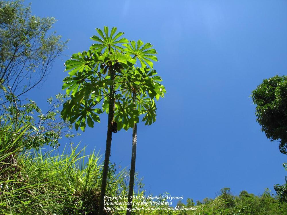 Pumpwood (Cecropia schreberiana) - Garden.org