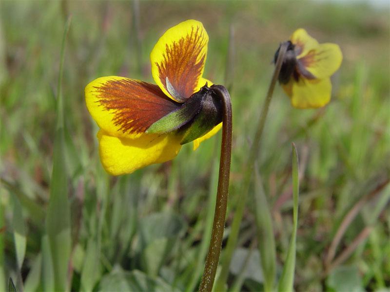 California Golden Violet (Viola pedunculata) in the Violas Database ...