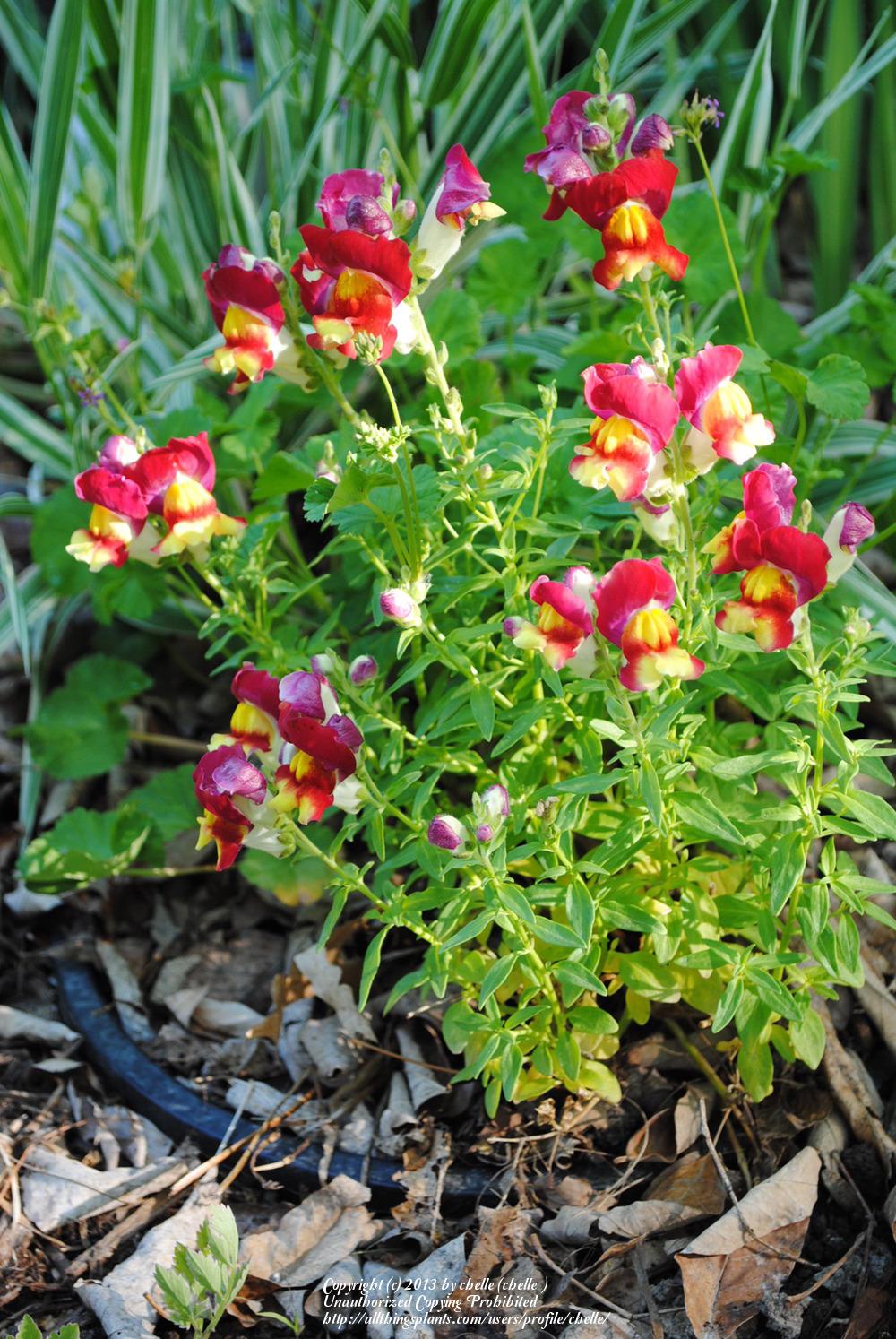 Dwarf Snapdragon (Antirrhinum majus Floral Showers™ Mix) - Garden.org