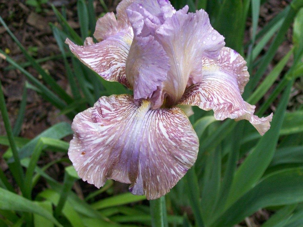 Photo of the bloom of Tall Bearded Iris (Iris 'Python'z Parasol ...