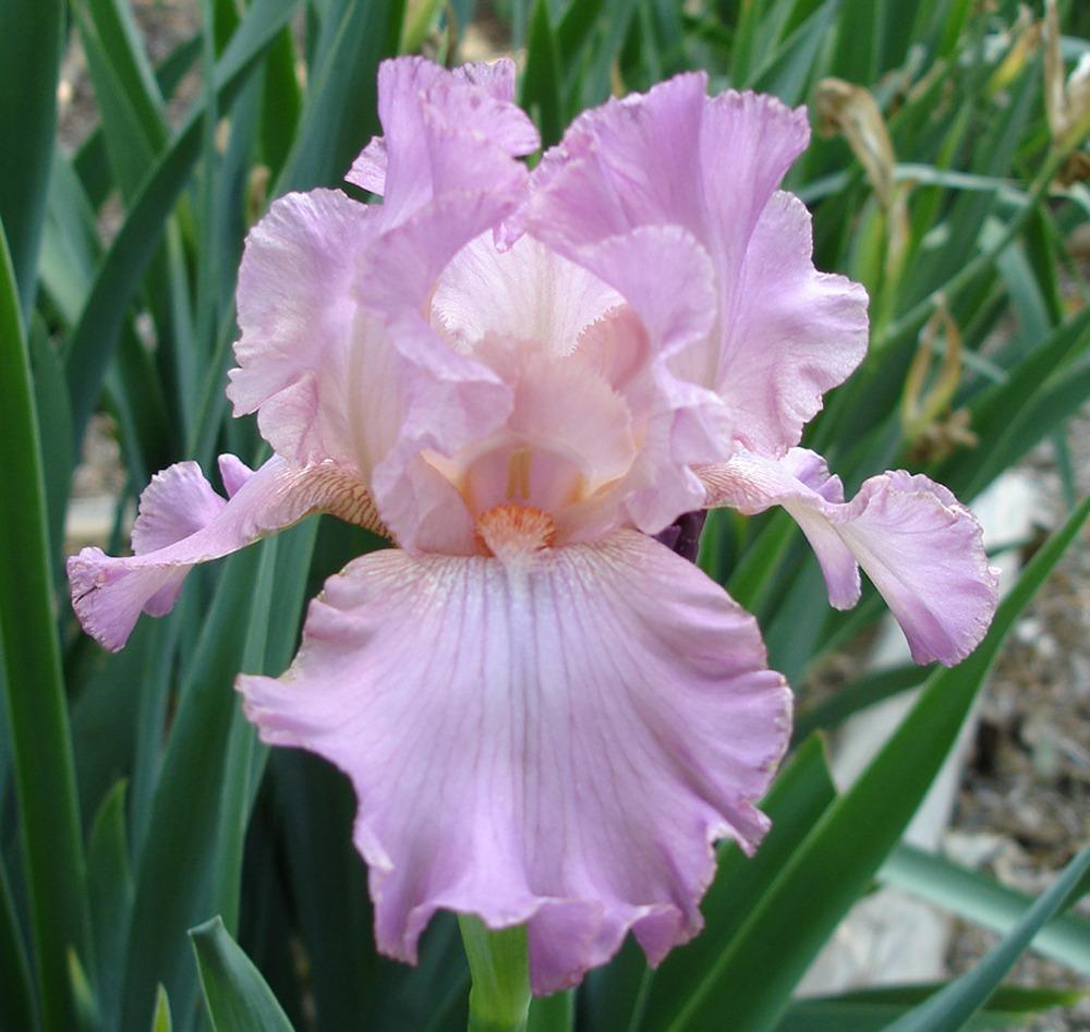 Border Bearded Iris (Iris 'Giselle') in the Irises Database - Garden.org