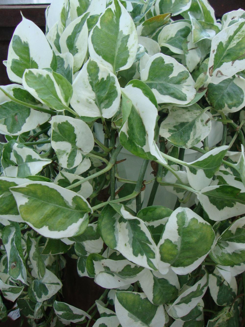 Photo of the leaves of Pothos (Epipremnum aureum 'Njoy') posted by ...
