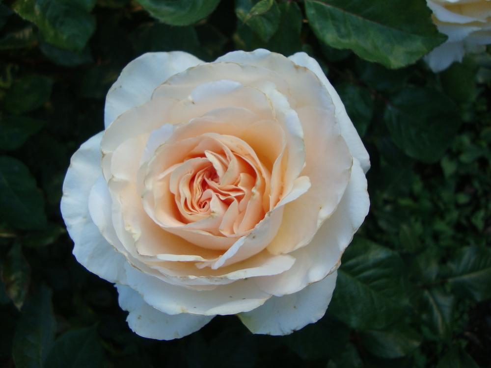 Growing Roses in My Utah Garden - Garden.org