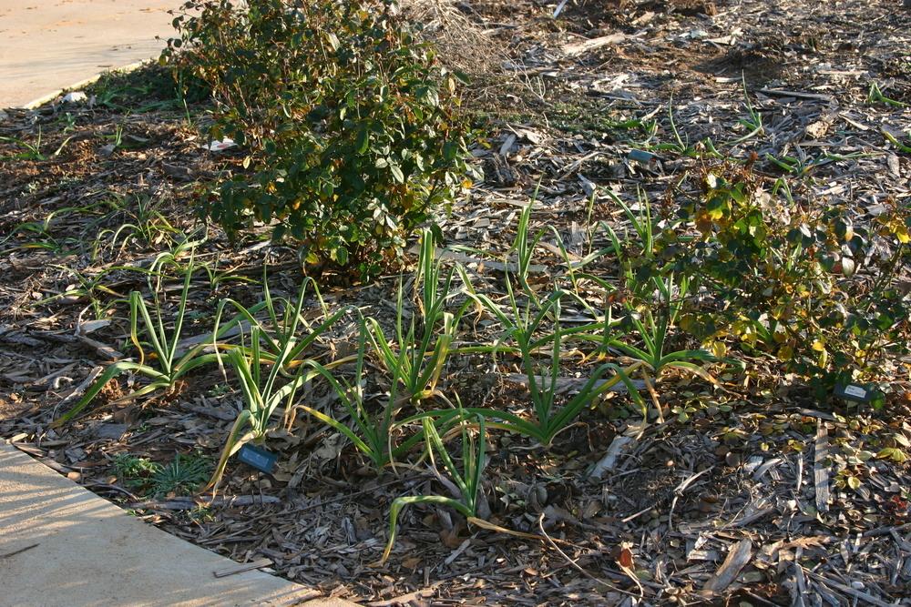 Trish's blog - Garden.org