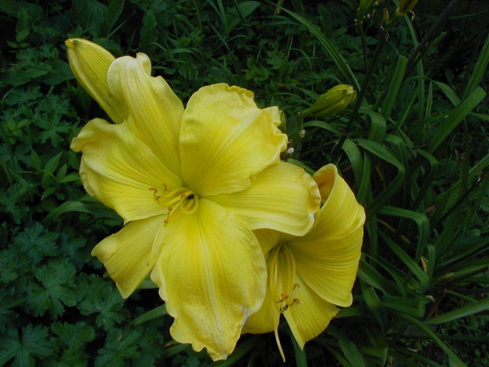 Daylily (Hemerocallis 'Hildred West') in the Daylilies Database ...