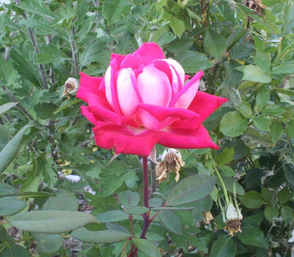 Growing Roses in Colorado - Garden.org