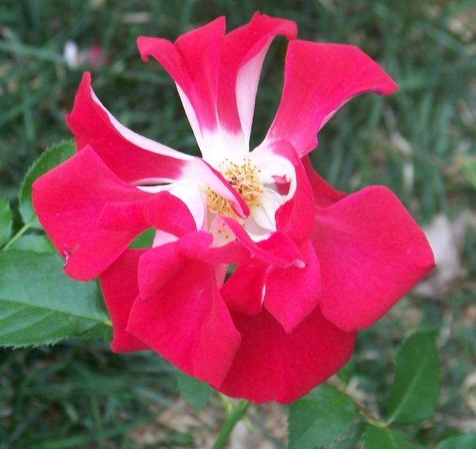 Growing Roses in Colorado - Garden.org