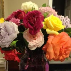 Growing Roses in Colorado - Garden.org