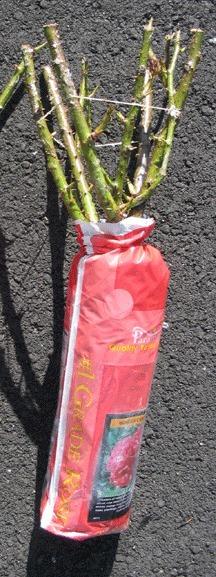 Growing Roses in Colorado - Garden.org