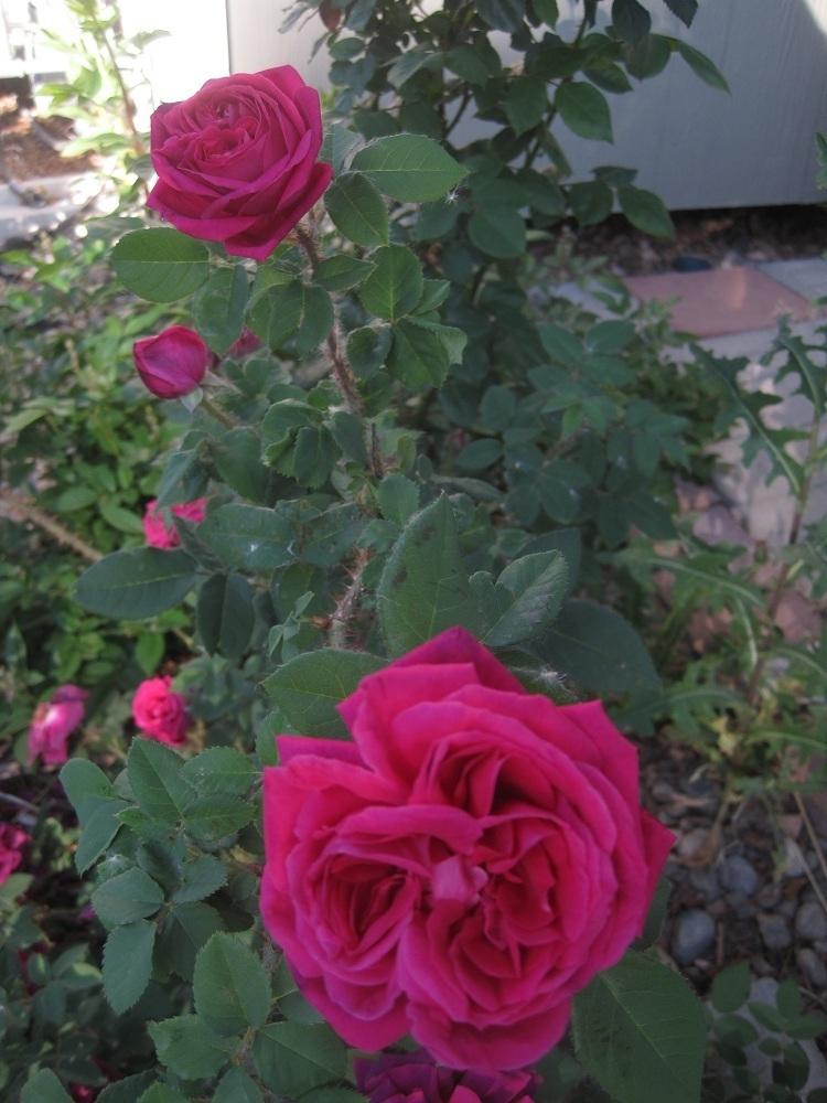 Growing Roses in Colorado - Garden.org
