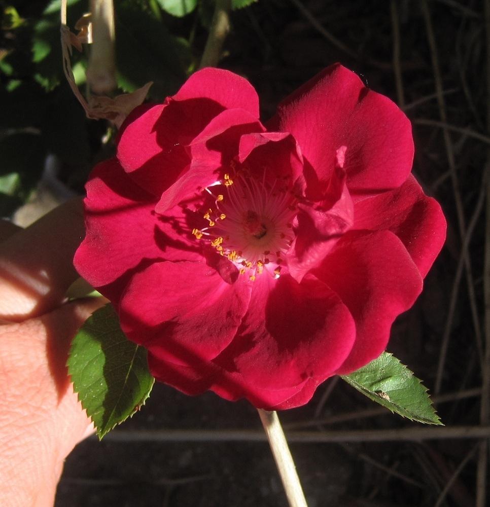 Growing Roses in Colorado - Garden.org